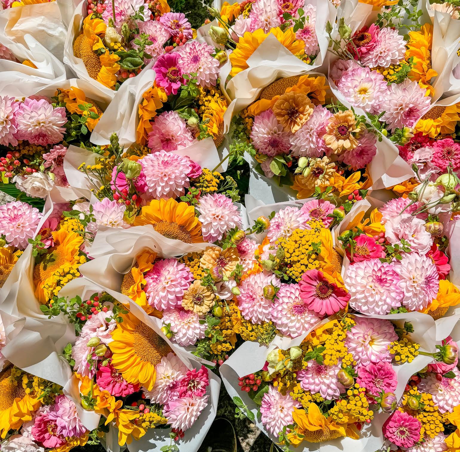 Summer Full Share | Rhodesia Flower